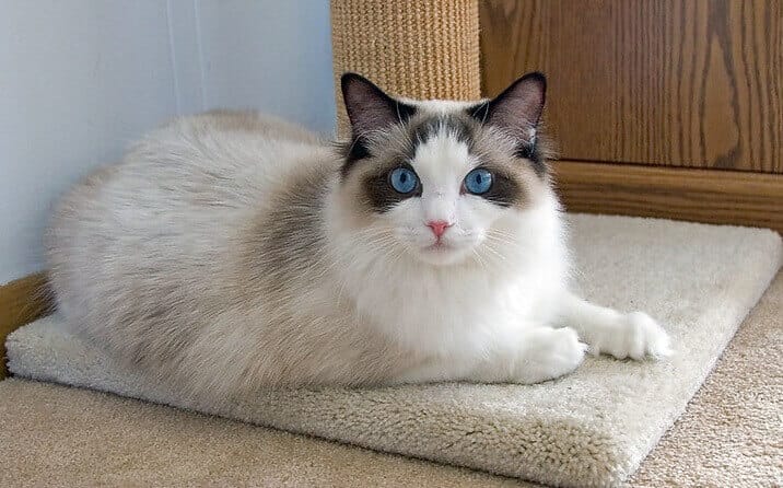 Ragdoll Cat Names: 300 Best Names for Ragdoll Cats - PetPress