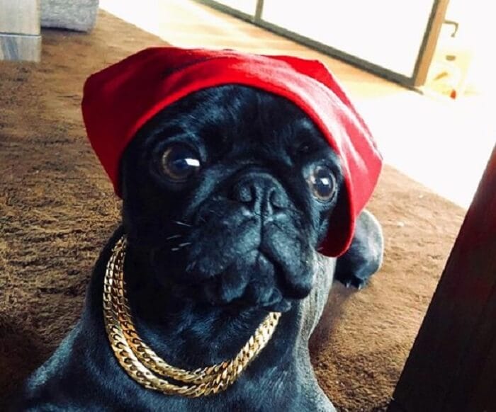 500 Music Dog Names Inspired by Rock, Country & Rap Music - PetPress