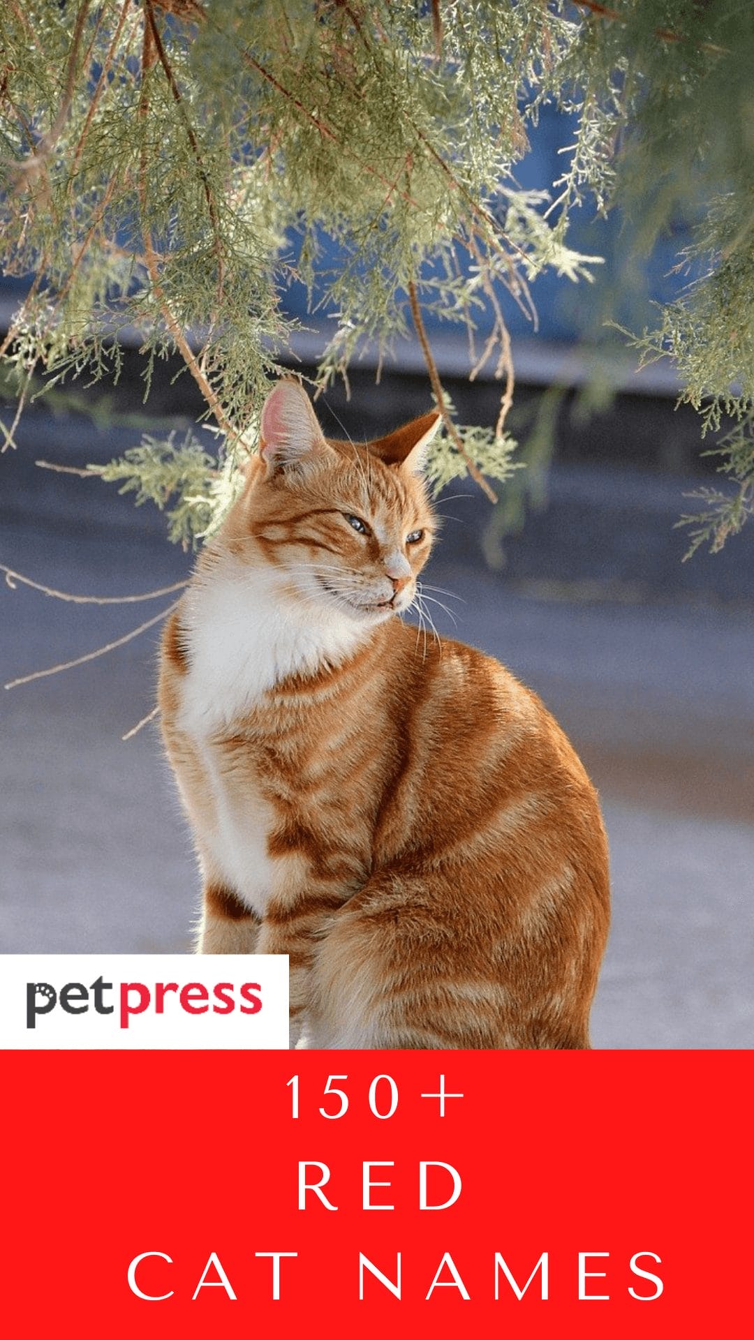 Red Cat Names - 154 Best Names for Orange or Red Cats - PetPress