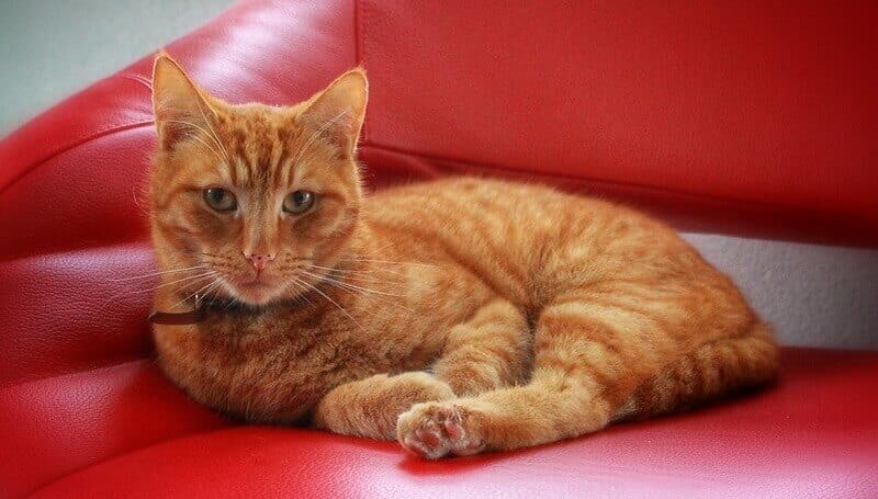 Red Cat Names - 154 Best Names for Orange or Red Cats - PetPress