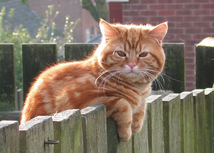 Red Cat Names - 154 Best Names for Orange or Red Cats - PetPress