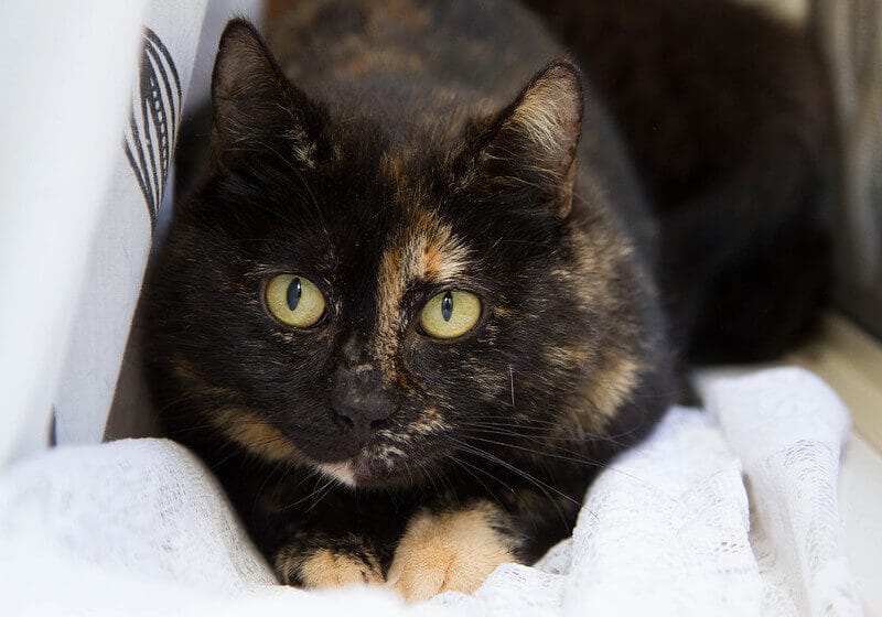 180+ Stray or Rescued Cat Names - Awesome Name Ideas For Your Kitten