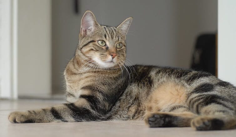 230 Purr-fectly Roman Cat Names for Your Feline Friend