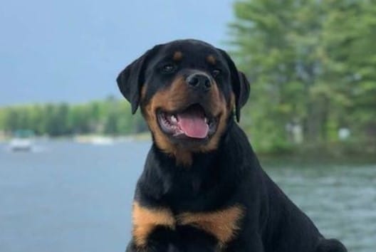 10 Dog Breeds From Germany - PetPress