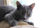 320 Best Male and Female Russian Blue Cat Names