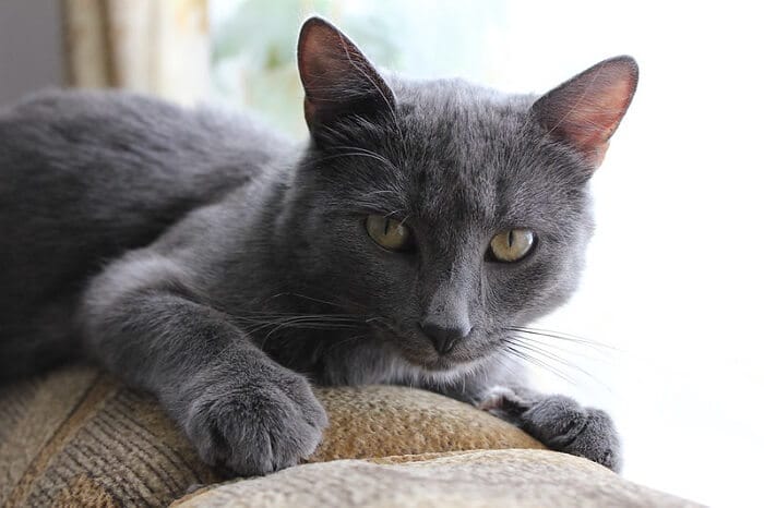 320 Best Male and Female Russian Blue Cat Names
