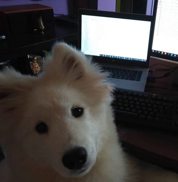 16 Funny Pictures Showing How Samoyed Dogs Spend Their Quarantine ...