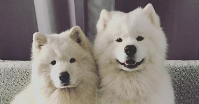 16 Funny Pictures Showing How Samoyed Dogs Spend Their Quarantine ...