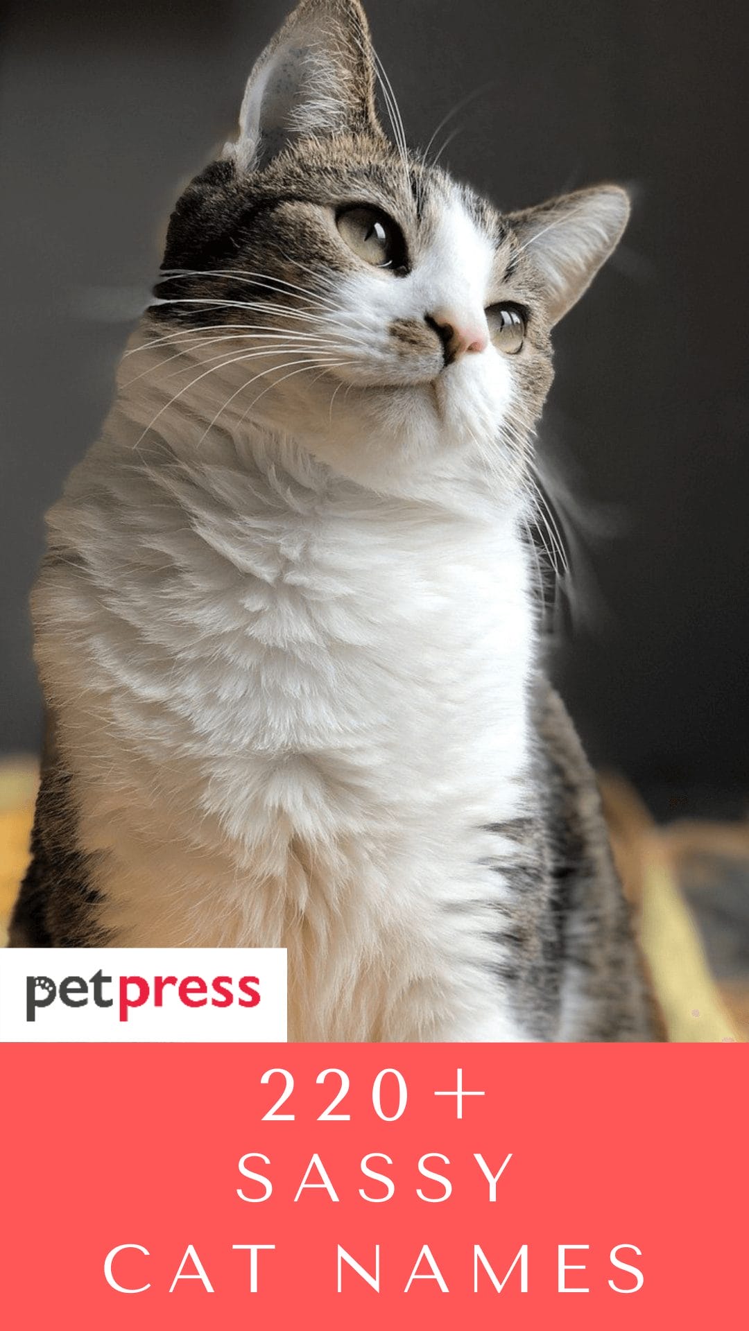 225 Sassy Cat Names - Male & Female Name Ideas For Your Sassy Kitten