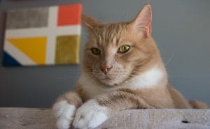 225 Sassy Cat Names - Male & Female Name Ideas For Your Sassy Kitten