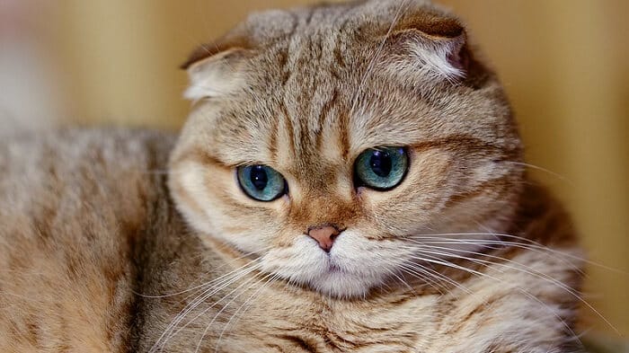 Scottish Cat Names - 500 Awesome Name Ideas for Your Kitten