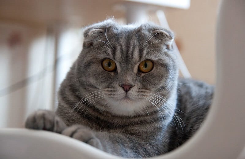 Scottish Cat Names - 500 Awesome Name Ideas for Your Kitten