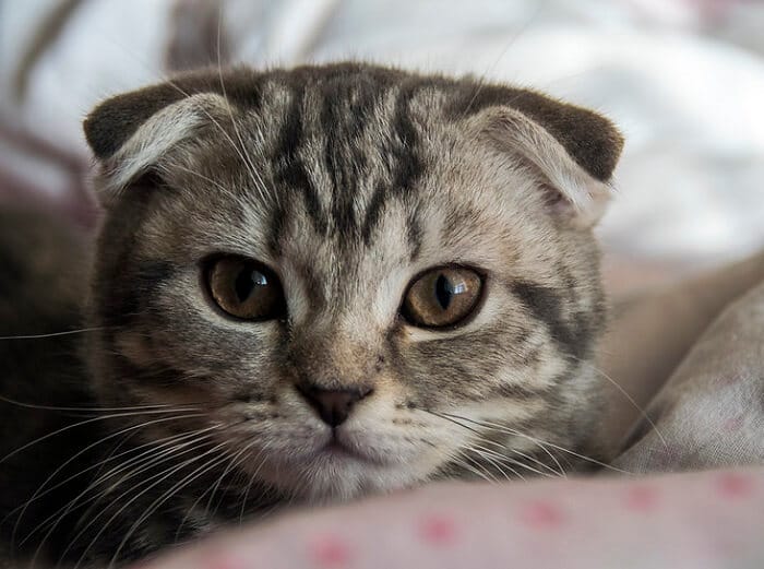 Scottish Cat Names - 500 Awesome Name Ideas for Your Kitten