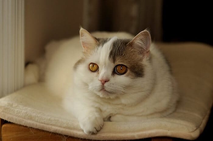 Scottish Cat Names - 500 Awesome Name Ideas for Your Kitten