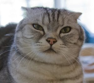 Scottish Cat Names - 500 Awesome Name Ideas for Your Kitten