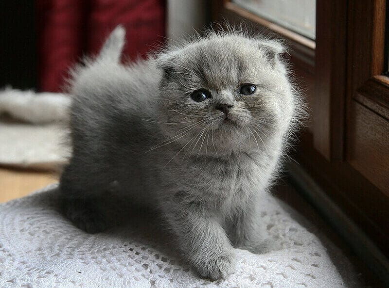 Scottish Cat Names - 500 Awesome Name Ideas for Your Kitten