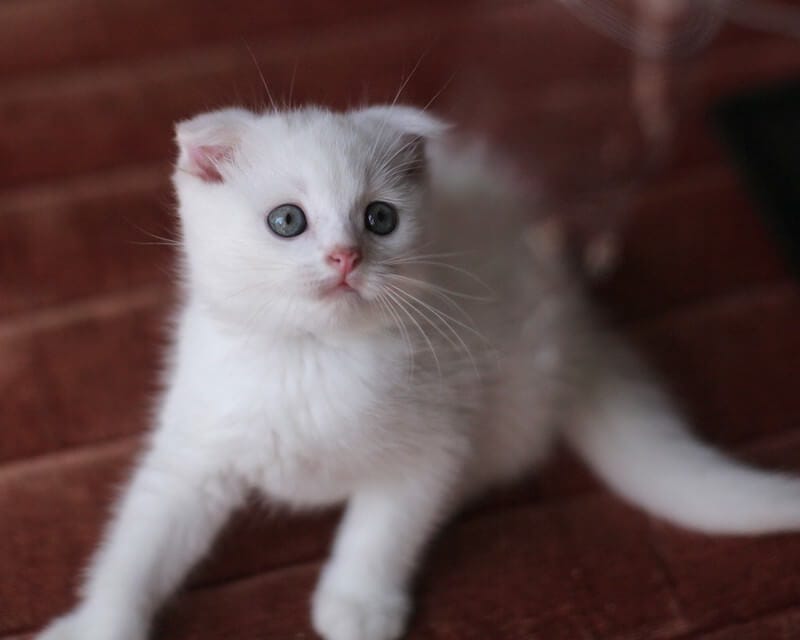 Scottish Cat Names - 500 Awesome Name Ideas for Your Kitten