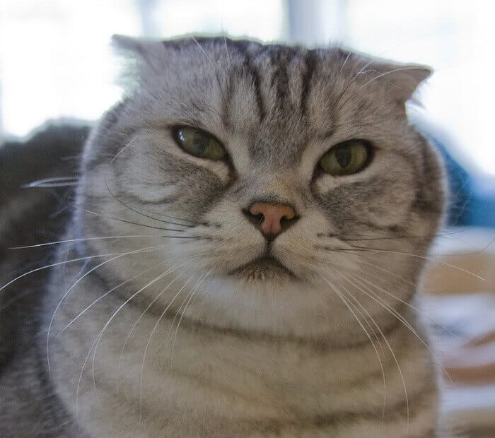 Scottish Cat Names - 500 Awesome Name Ideas for Your Kitten