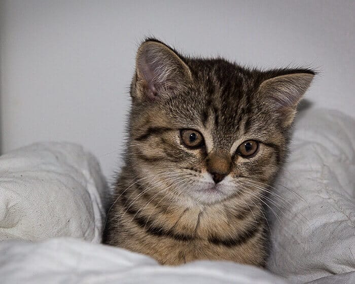 Scottish Cat Names - 500 Awesome Name Ideas for Your Kitten