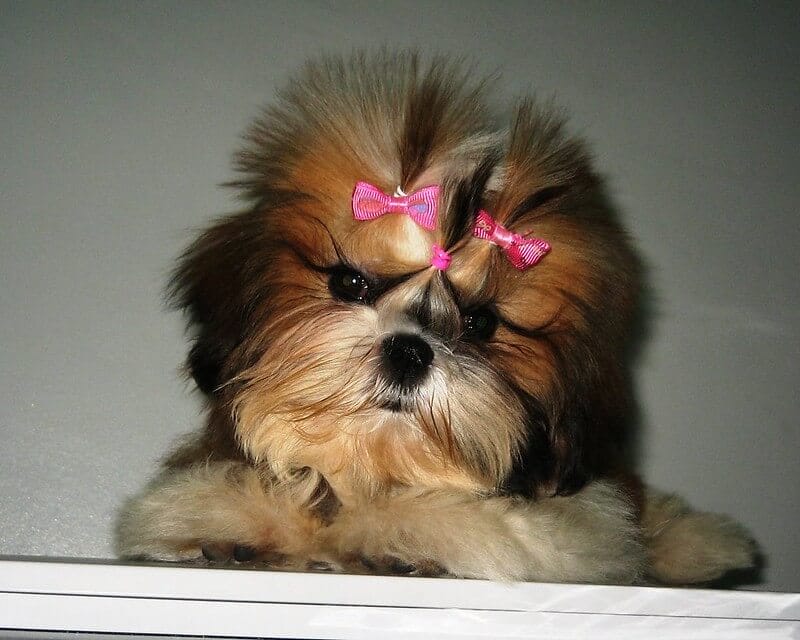 118 Small Female Dog Names (Cute & Funny Names!) - PetPress