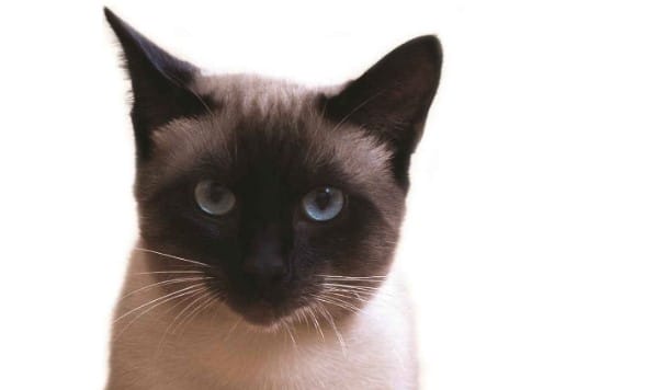 15 Funny Siamese Cats To Brighten Up Your Day - PetPress