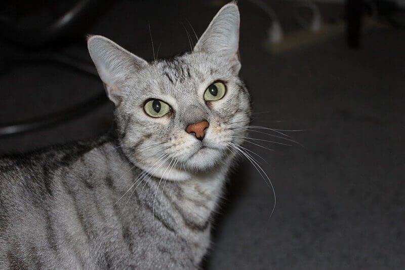 Silver Cat Names: 90 Best Names for Silver, Gray Cats - PetPress