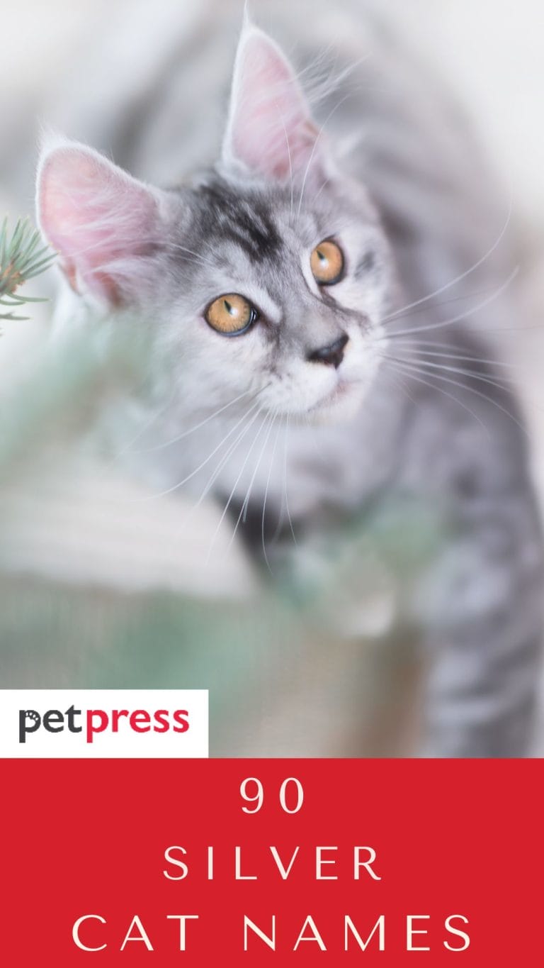 Silver Cat Names: 90 Best Names for Silver, Gray Cats - PetPress