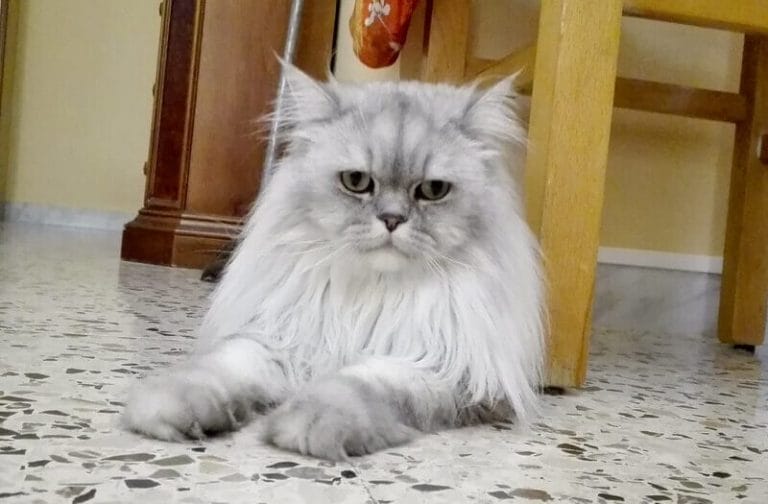 Silver Cat Names: 90 Best Names for Silver, Gray Cats - PetPress