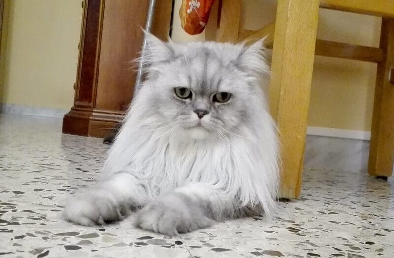 Silver Cat Names: 90 Best Names for Silver, Gray Cats - PetPress