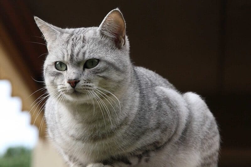 Silver Cat Names: 90 Best Names for Silver, Gray Cats - PetPress