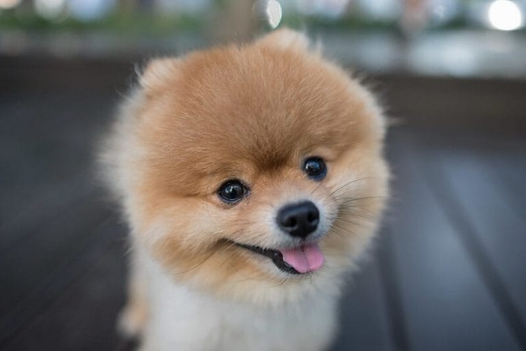 Small Dog Names - 420 Cute Names for Tiny Dogs - PetPress