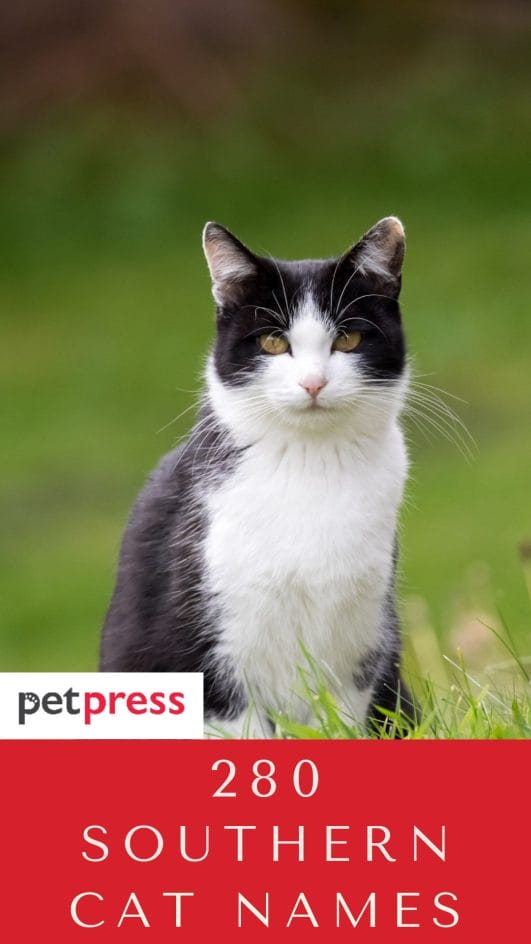 280 Southern Cat Names for Your Country Kitten - PetPress