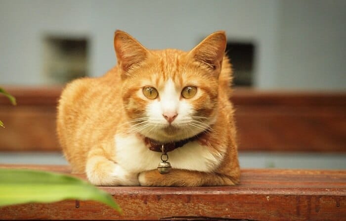 280 Southern Cat Names for Your Country Kitten - PetPress