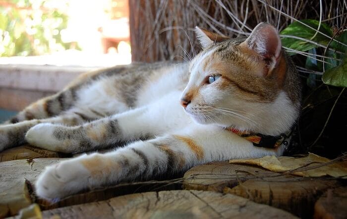 280 Southern Cat Names for Your Country Kitten - PetPress