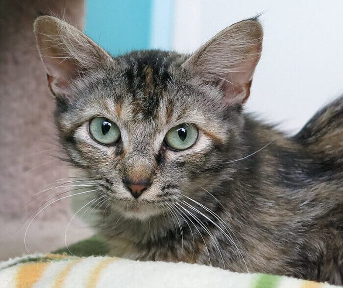 280 Southern Cat Names for Your Country Kitten - PetPress