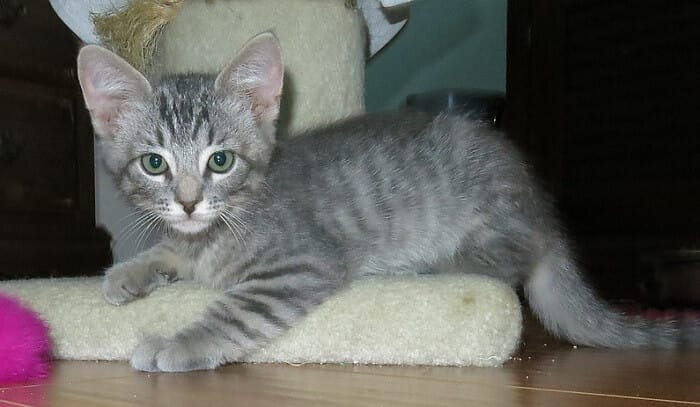 280 Southern Cat Names for Your Country Kitten - PetPress