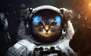 135 Space Names for Cats: Stellar Feline Name Ideas! - PetPress