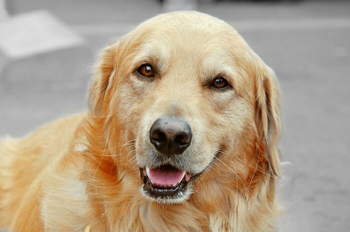 150 Star Inspired Dog Names - PetPress