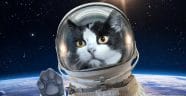 135 Space Names for Cats: Stellar Feline Name Ideas! - PetPress