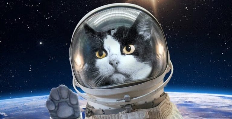 135 Space Names for Cats: Stellar Feline Name Ideas! - PetPress