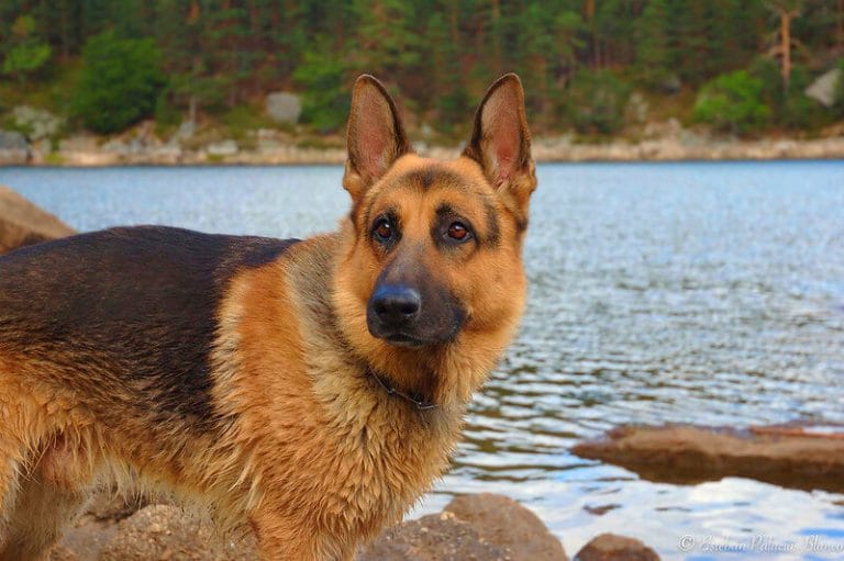 500 Spanish Dog Names - Popular Spanish Names for Puppies