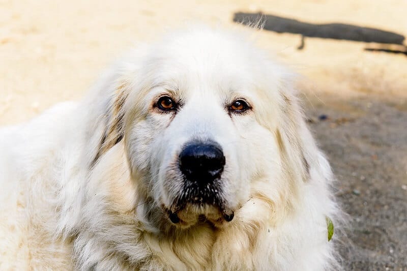 Best 230 Popular Female Spanish Dog Names