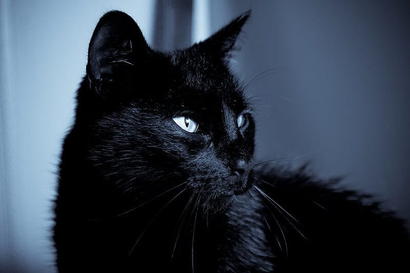 450 Gothic Cat Names - Perfect for Black Cats - PetPress