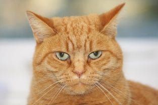 380 Spunky Cat Names for Your Kitten For Your Brave Kitten