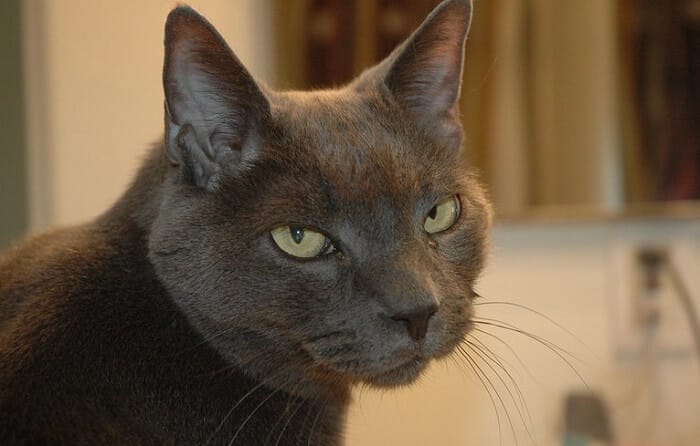 380 Spunky Cat Names for Your Kitten For Your Brave Kitten