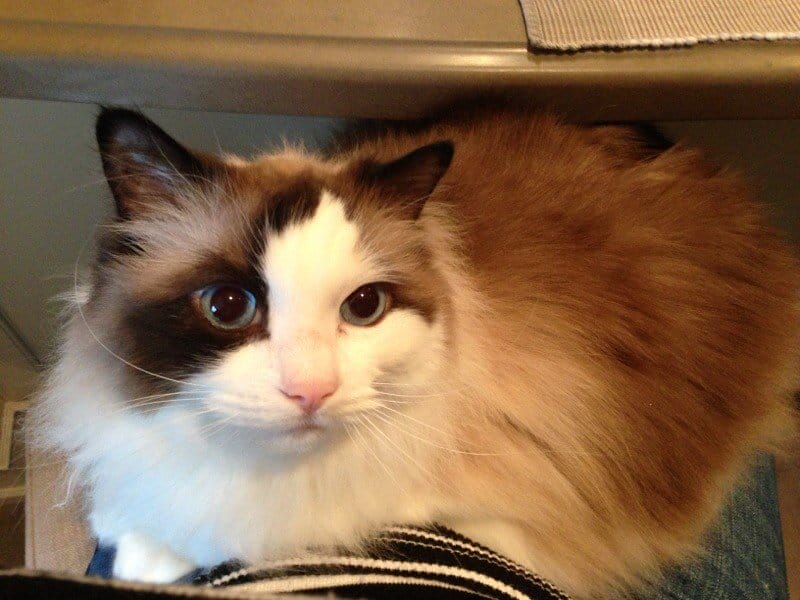 380 Spunky Cat Names for Your Kitten For Your Brave Kitten