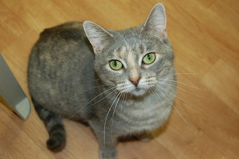 380 Spunky Cat Names for Your Kitten For Your Brave Kitten