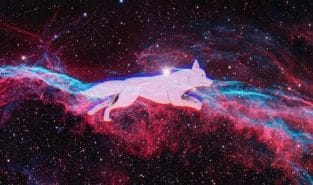 150 Star Inspired Dog Names - PetPress