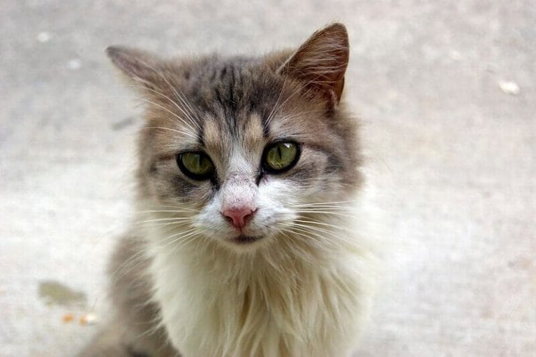 180 Stray Or Rescued Cat Names Awesome Name Ideas For Your Kitten 180-stray-or-rescued-cat-names-awesome-name-ideas-for-your-kitten