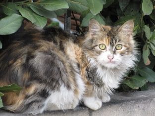 180+ Stray or Rescued Cat Names - Awesome Name Ideas For Your Kitten